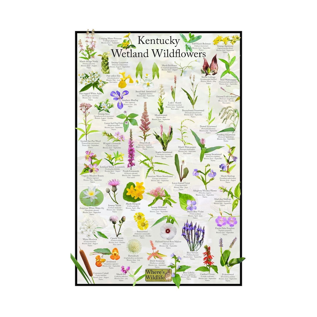 Kentucky Wetland Wildflowers Flower Identification Poster / Provides ...