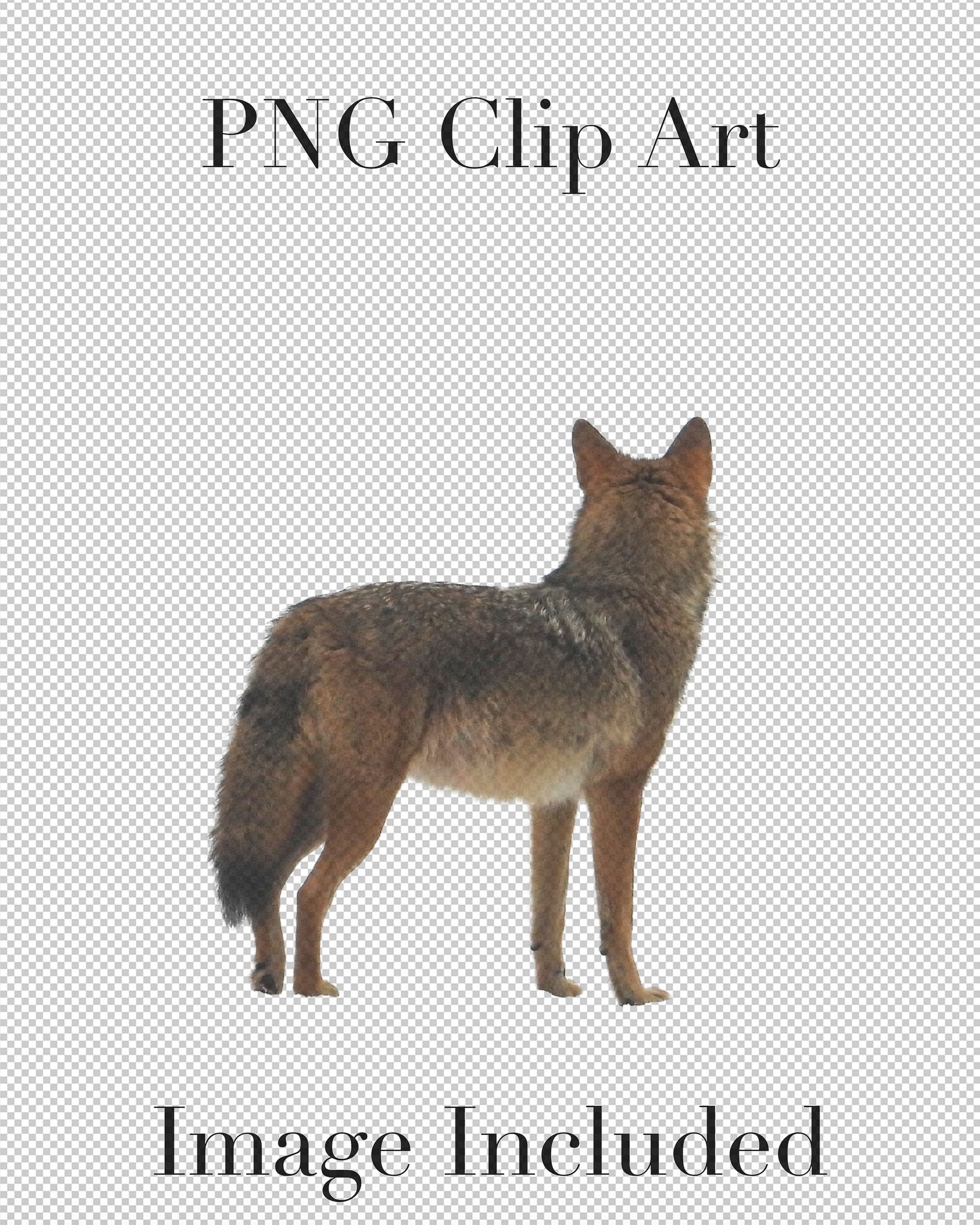 Posing Coyote Animal Clip Art set of 3 PNG Clipart With - Etsy