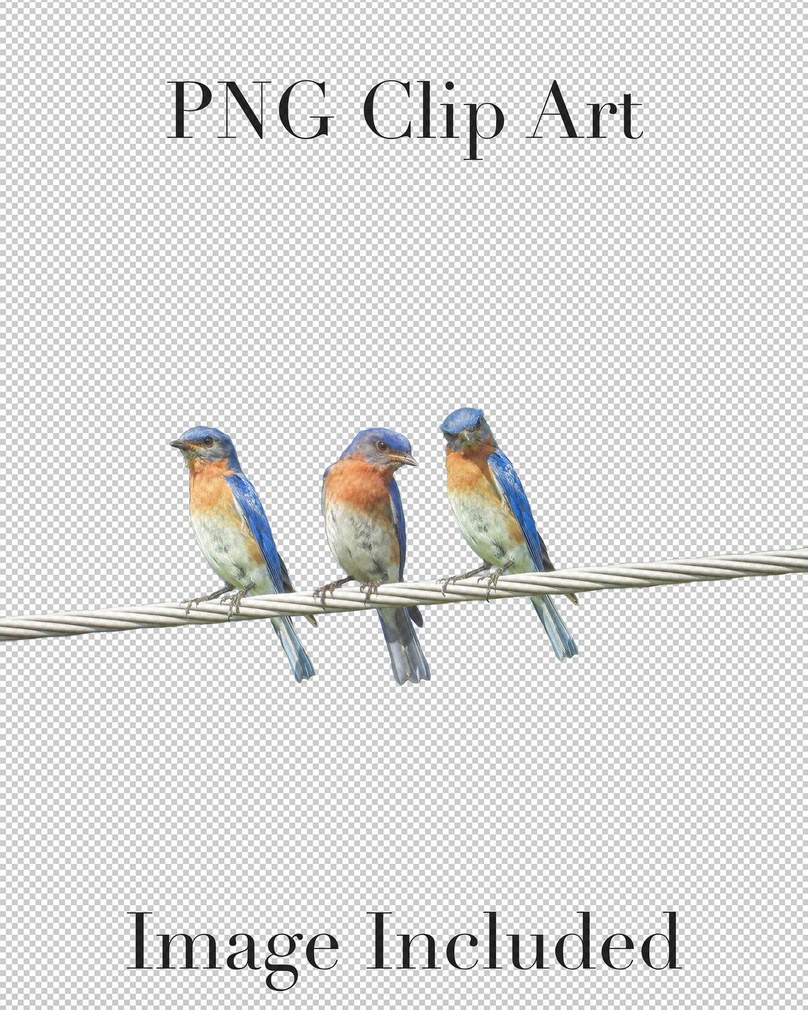Eastern Bluebird Bird Set of 5 PNG Clipart With Transparent | Etsy