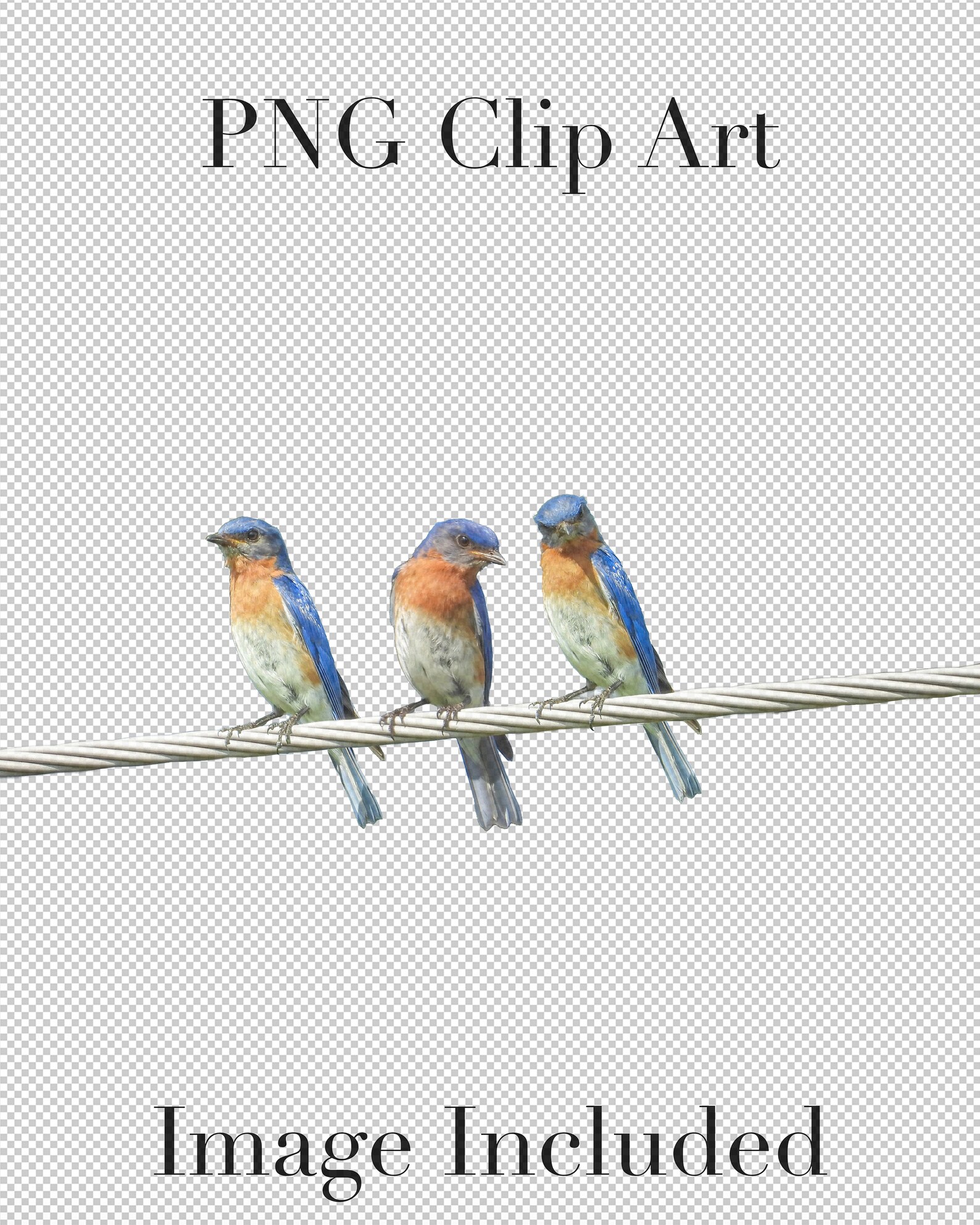 Eastern Bluebird Bird Set of 5 PNG Clipart With Transparent | Etsy