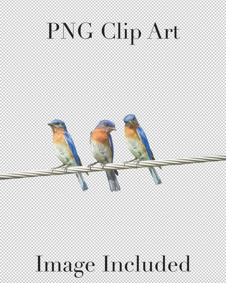 Eastern Bluebird Bird Set of 5 PNG Clipart With Transparent | Etsy