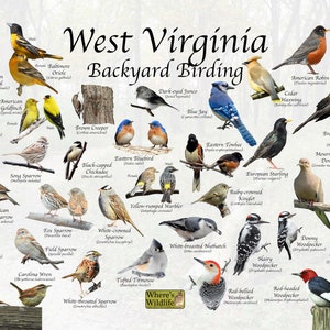 Birds of West Virginia Backyard Birding Identification Chart - Field ...