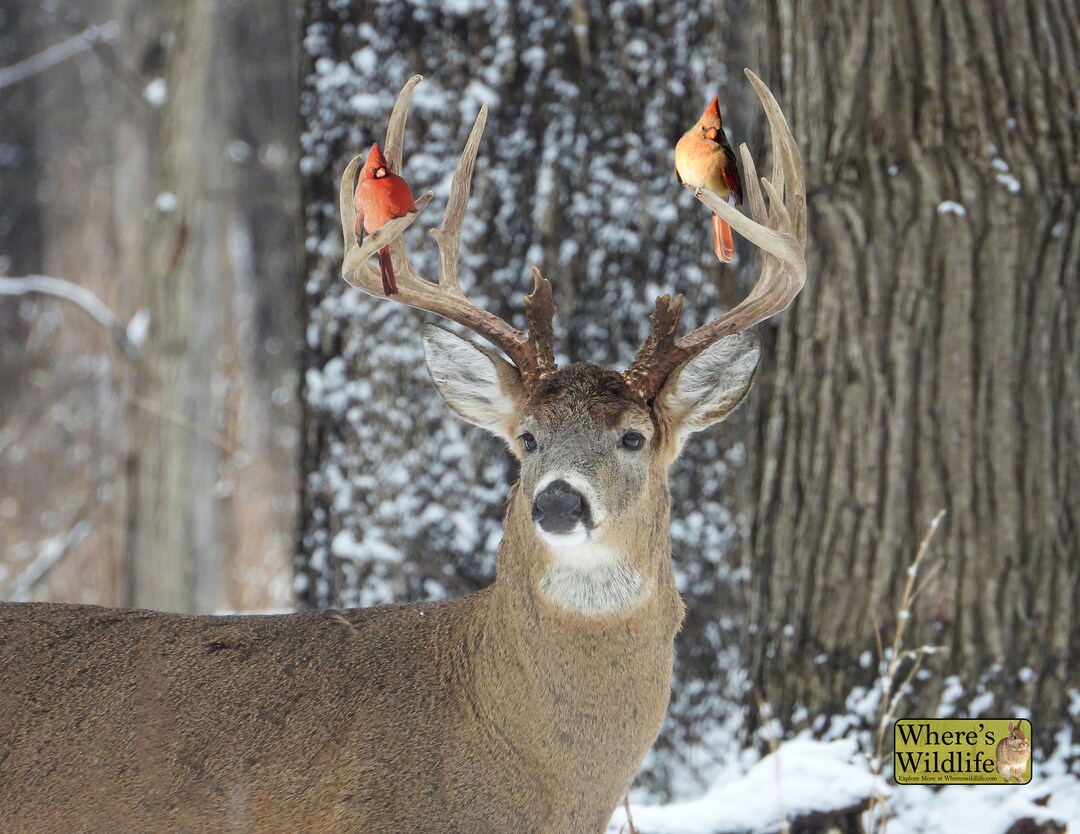Northern Cardinal Bird Couple Perched on a White-tailed Deers Antlers ...
