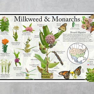 Milkweed & Monarch Butterfly Educational Nature Poster / Monarch ...