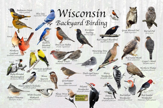 Birds of Wisconsin Backyard Birding Identification Picture | Etsy