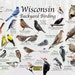 Birds of Wisconsin Backyard Birding Identification Picture Print ...