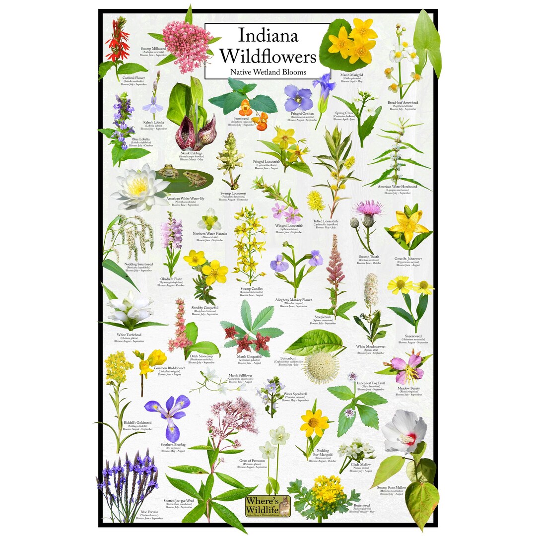 Indiana Wildflowers - Native Wetland Blooms Poster | Indiana Wetland ...