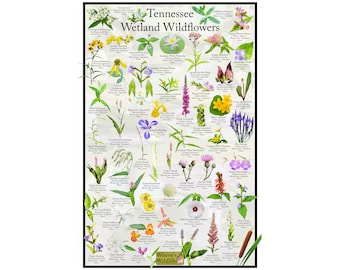 Tennessee Native Plants Poster - Etsy