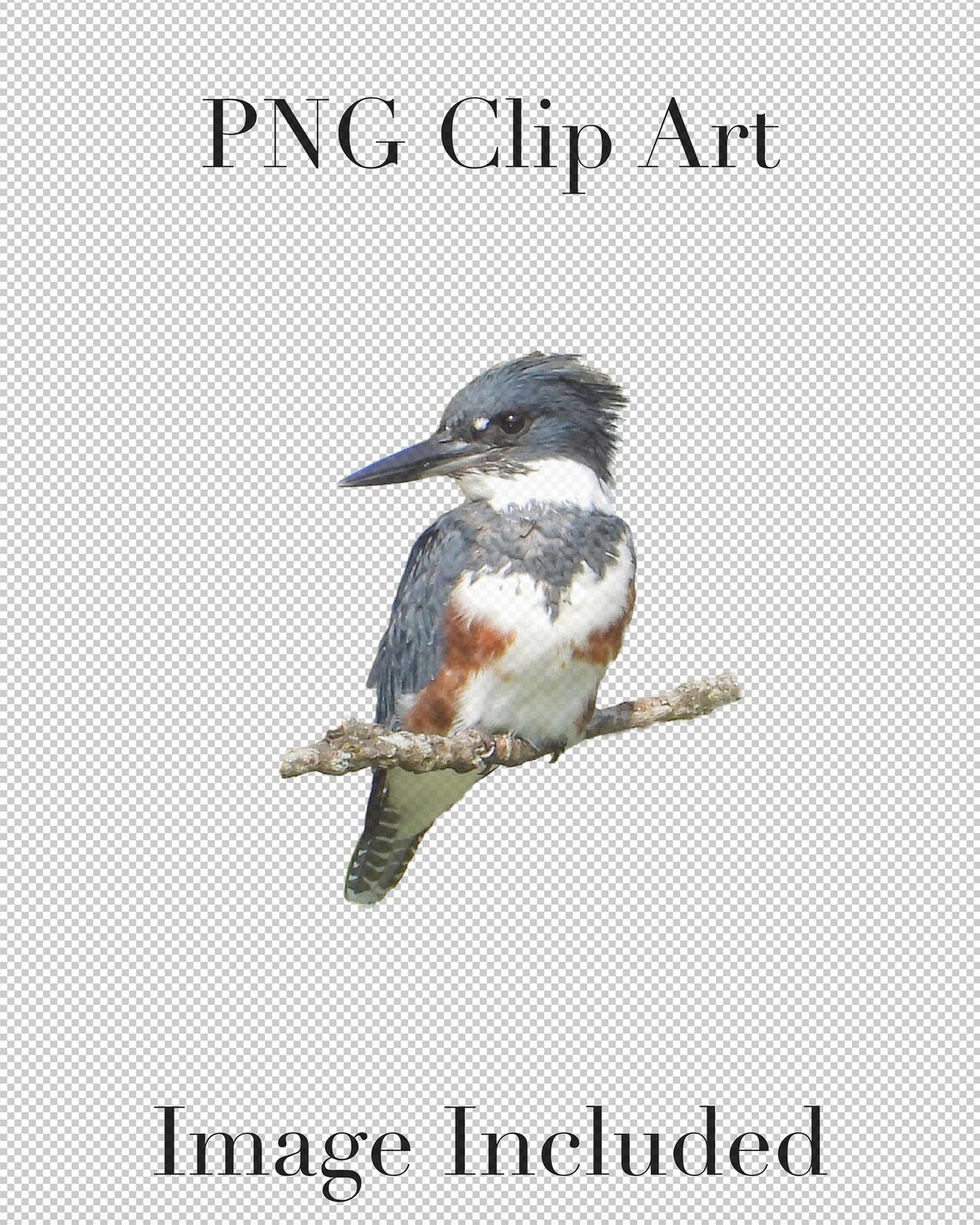 Belted Kingfisher Bird Cutout Set of 5 PNG Clipart With Transparent ...