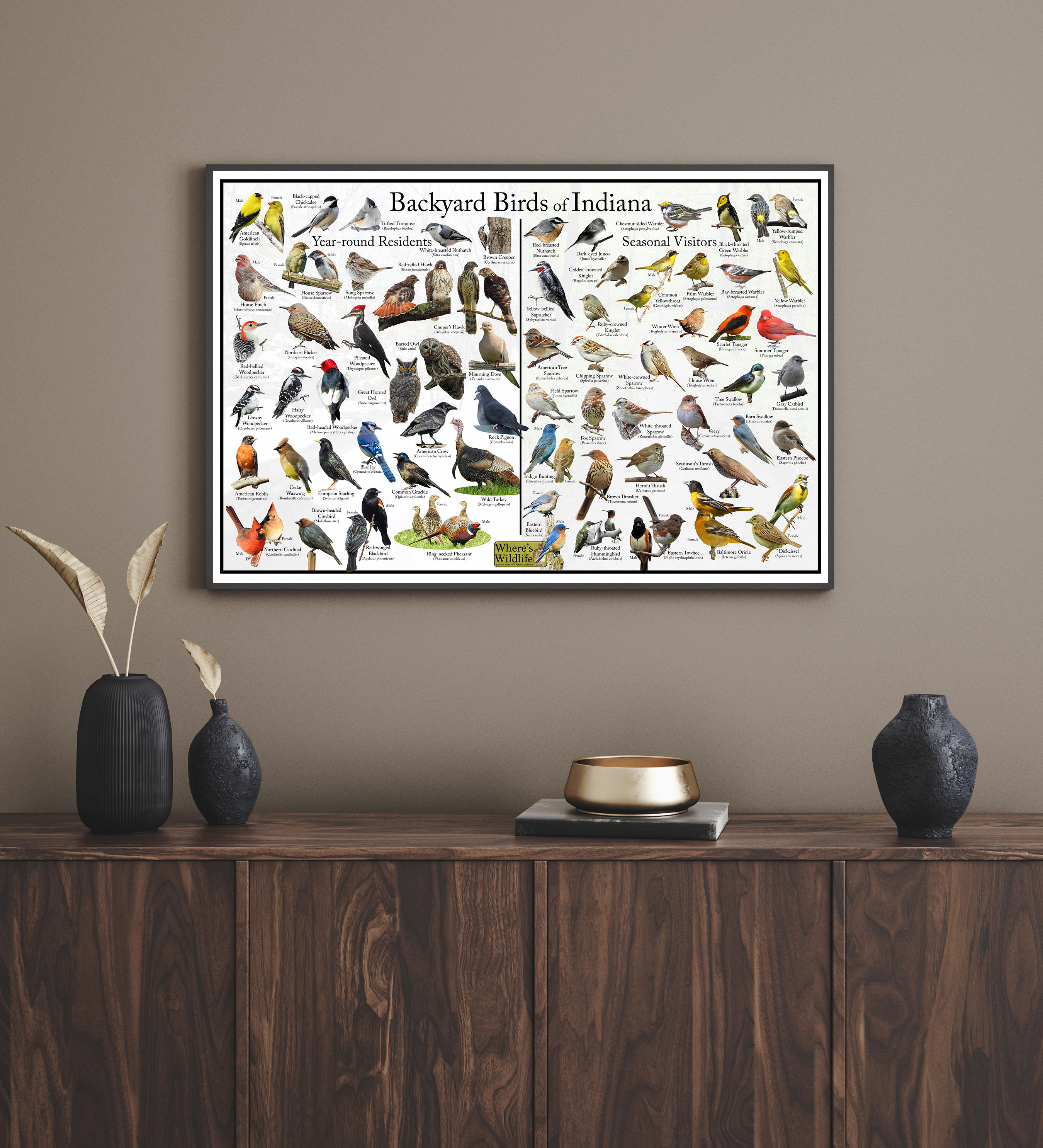 Backyard Birds of Indiana Bird Identification Poster Divided Into Year ...
