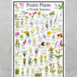 Prairie Plants of North America / Pollinator Plant Poster / Wildflower ...