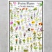 Prairie Plants of North America / Pollinator Plant Poster / Wildflower ...
