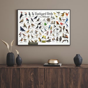 Backyard Birds of the Midwest / North America Bird Identification ...