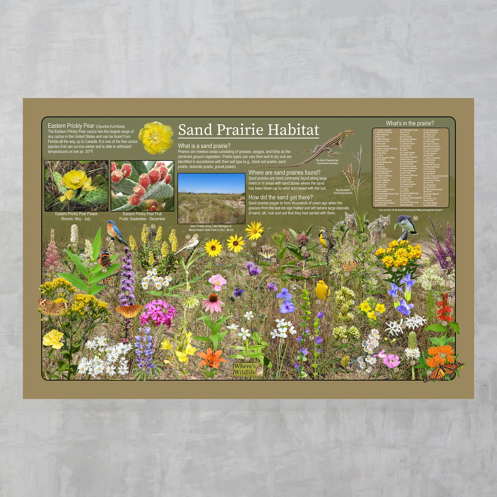 Sand Prairie Habitat Educational Nature Poster / Fun Kids Wildlife ...