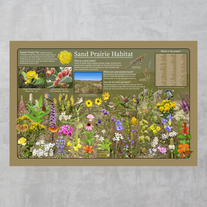 Sand Prairie Habitat Educational Nature Poster / Fun Kids Wildlife ...