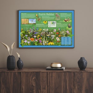 Prairie Habitat Educational Nature Poster / Fun Kids Wildlife Poster ...