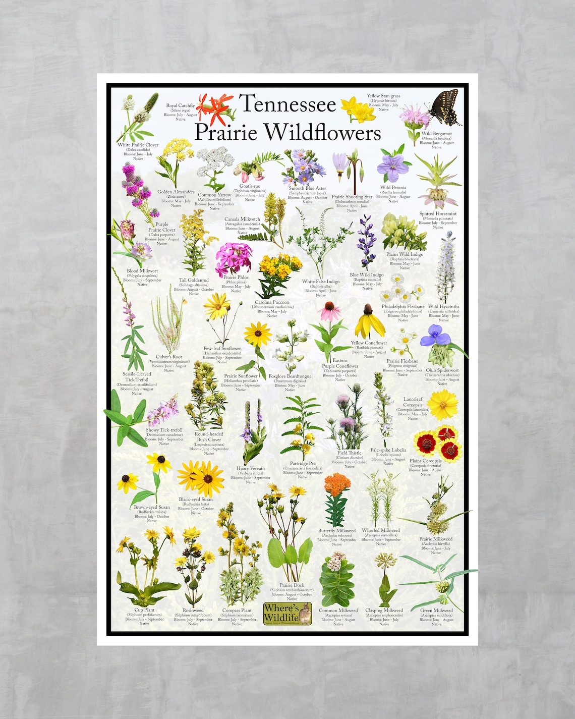 Tennessee Prairie Wildflower Poster / State Flower Guide Providing ...