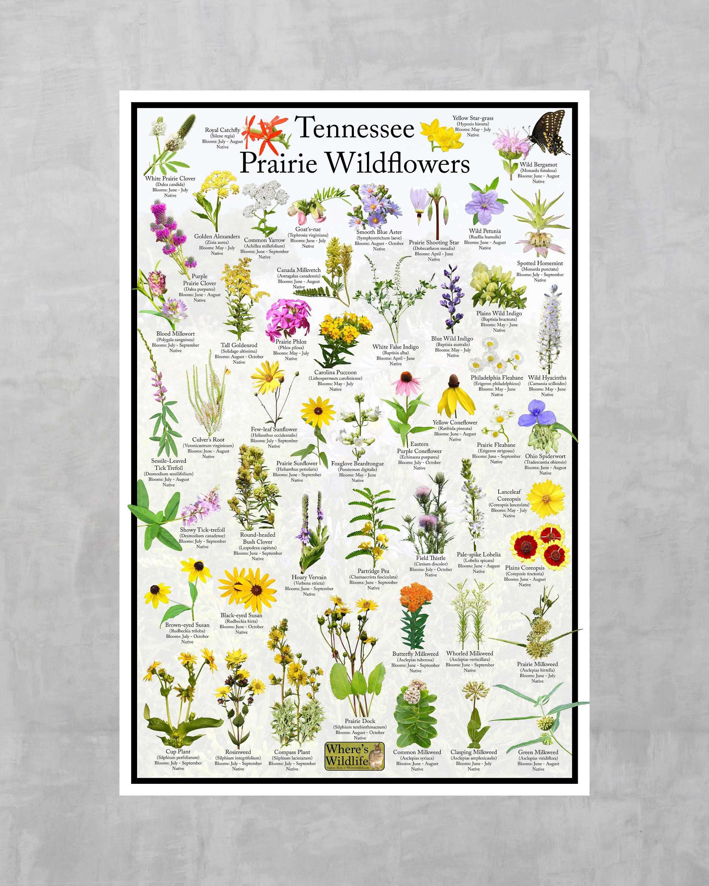 Tennessee Prairie Wildflower Poster / State Flower Guide Providing ...
