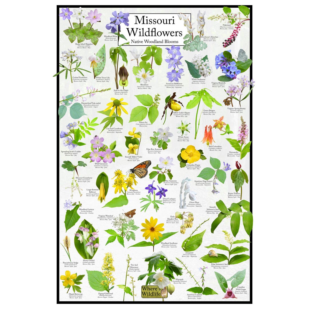 Missouri Wildflowers - Native Woodland Blooms Poster | Missouri ...