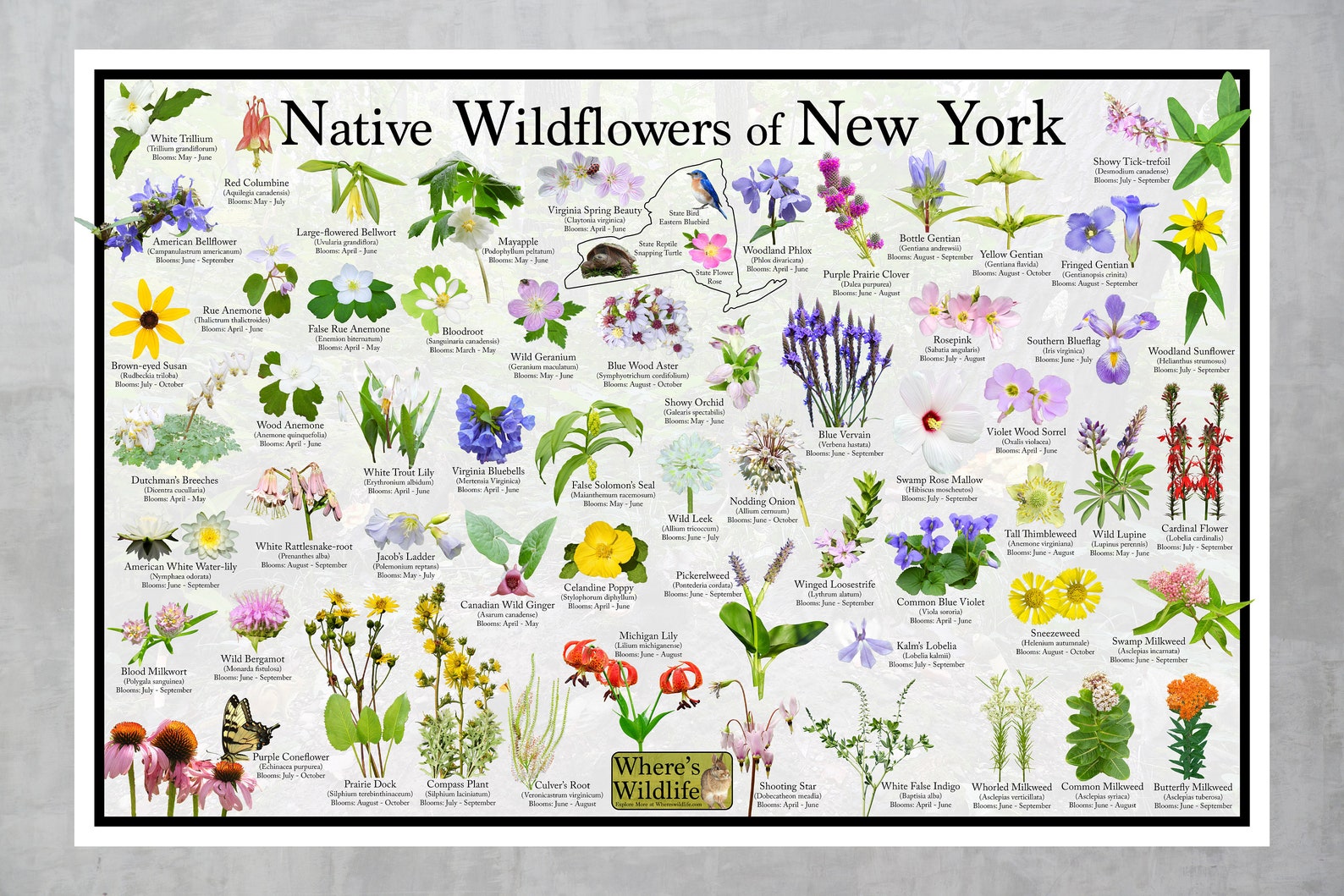 Native Wildflowers of New York / State Flower Field Guide | Etsy