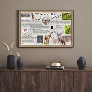 White Tailed Deer (odocoileus Virginianus) Educational Nature Poster ...
