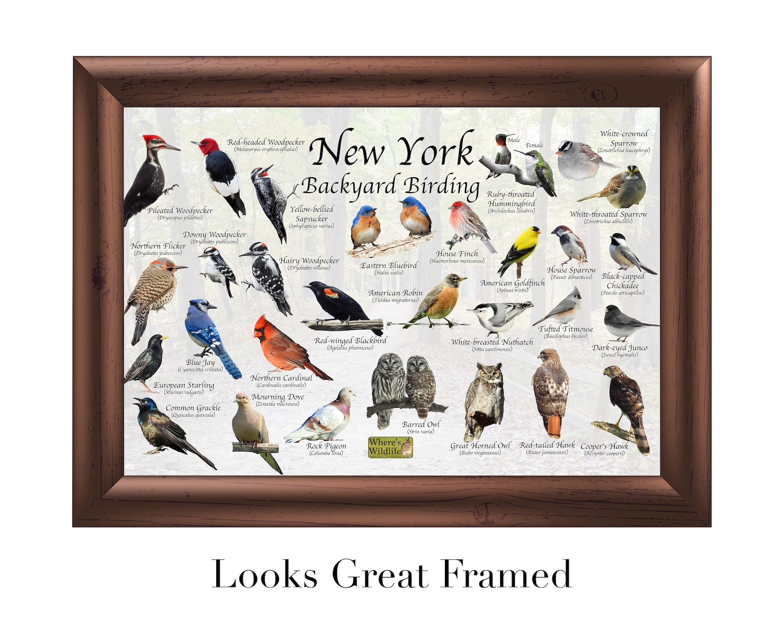 Birds of New York Backyard Birding Identification Picture Print/ Great ...