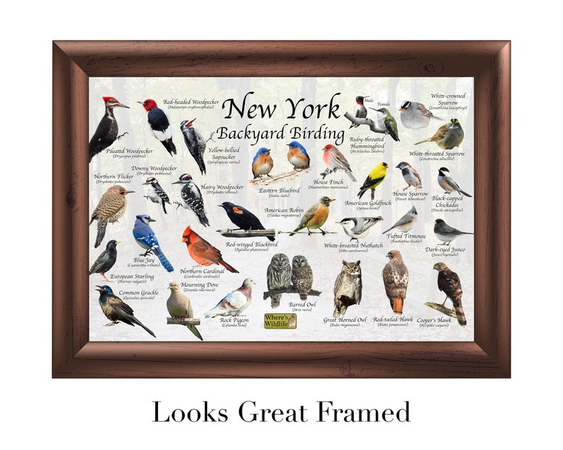 Birds of New York Backyard Birding Identification Picture - Etsy