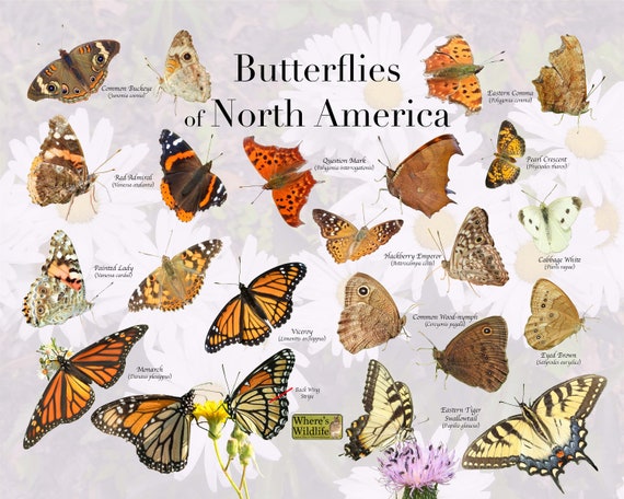 Common Butterflies of North America Field Guide / Butterfly ID | Etsy
