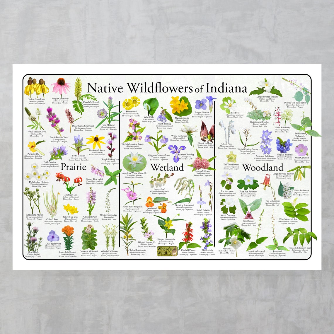 Native Wildflowers of Indiana Flower Identification Poster - Etsy