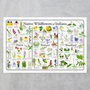 Native Wildflowers of Indiana Flower Identification Poster Divided Into ...