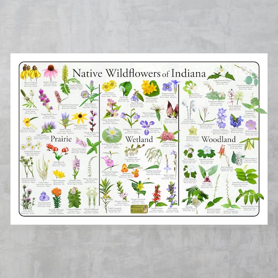Indiana Native Plants List Indiana Native Perennials | Order Online