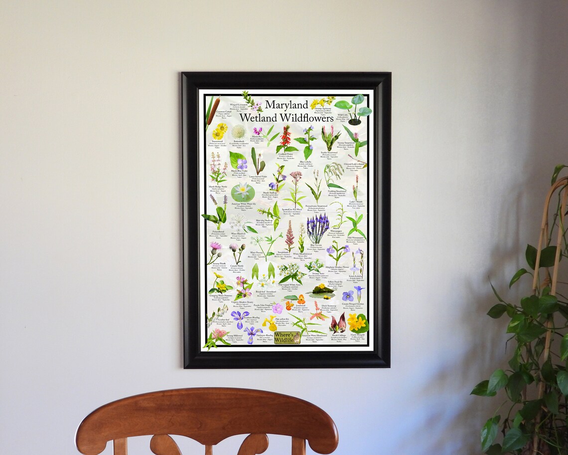 Maryland Wetland Wildflower Poster / State Flower Guide Providing ...