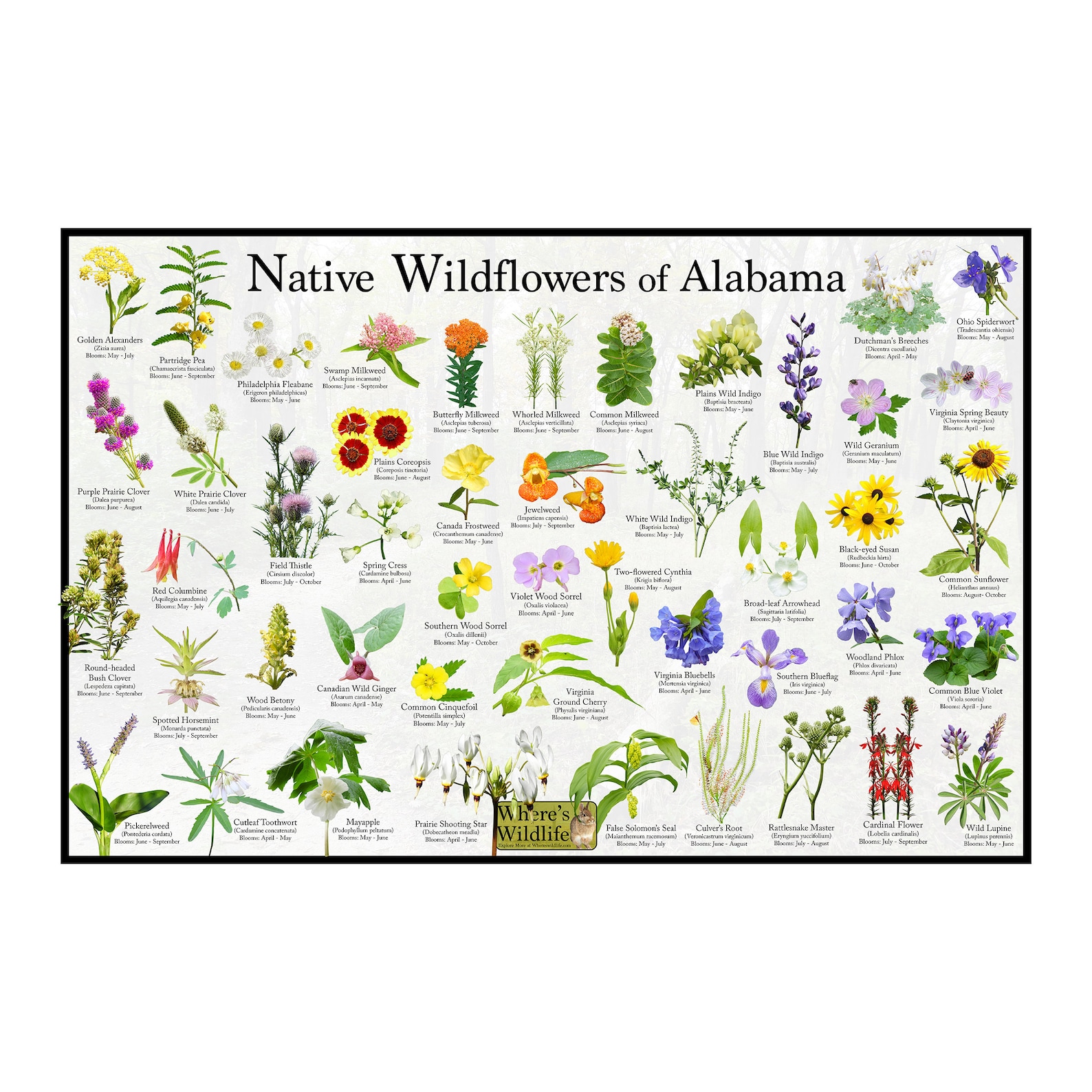 Native Wildflowers of Alabama / State Flower Field Guide Poster Provide ...