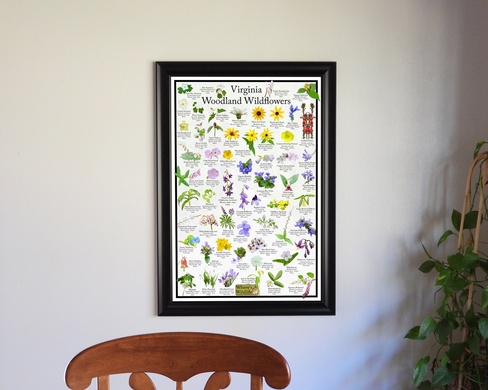 Virginia Woodland Wildflower Field Guide Poster / Flower Identification ...
