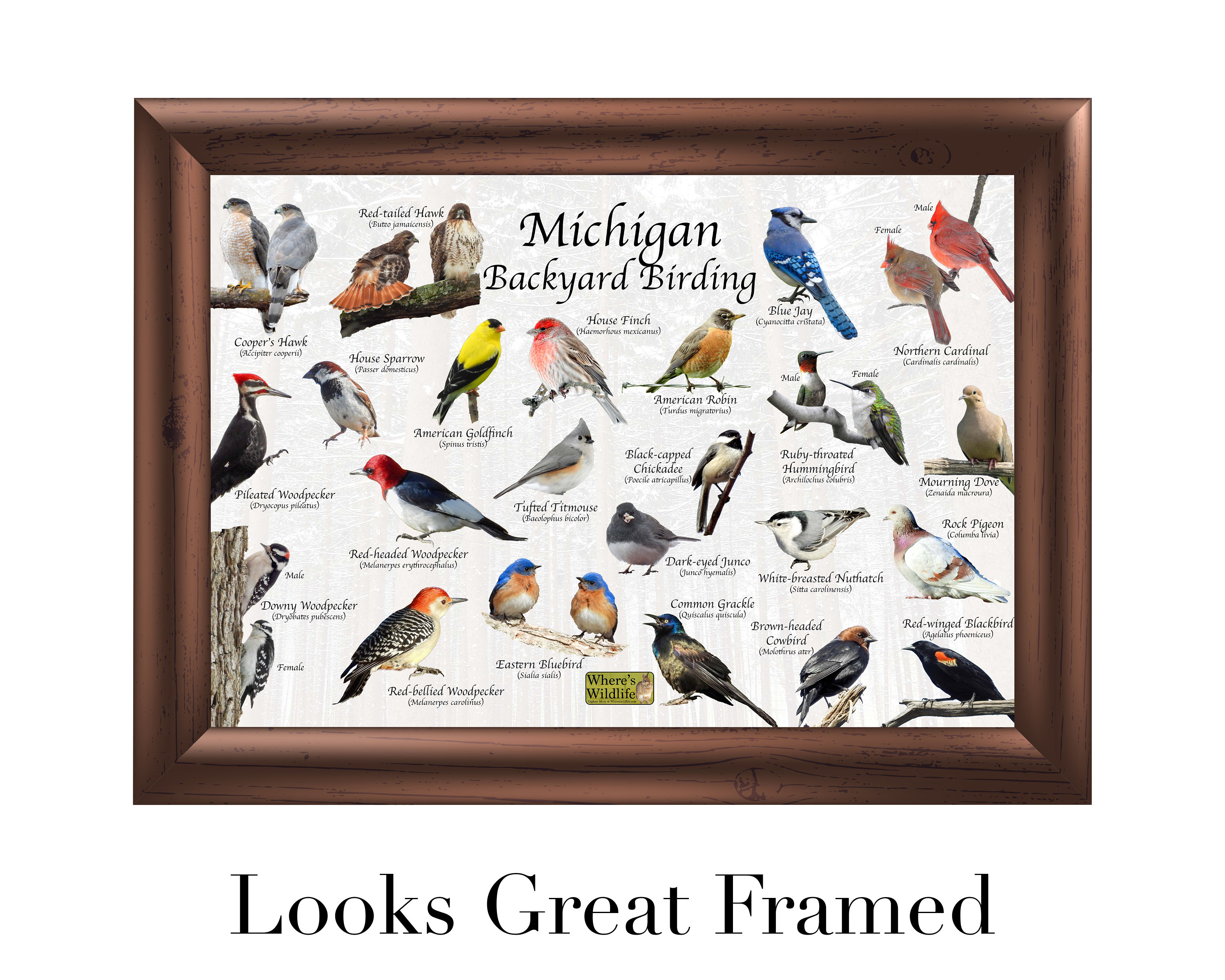 Birds of Michigan Backyard Birding Identification Picture - Etsy