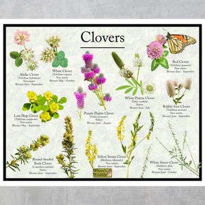Clover Flower Field Guide / North American Clover Identification ...