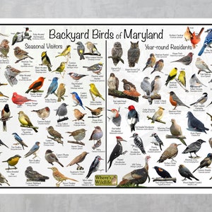 Backyard Birds of Maryland Bird Identification Poster / Divided Into ...