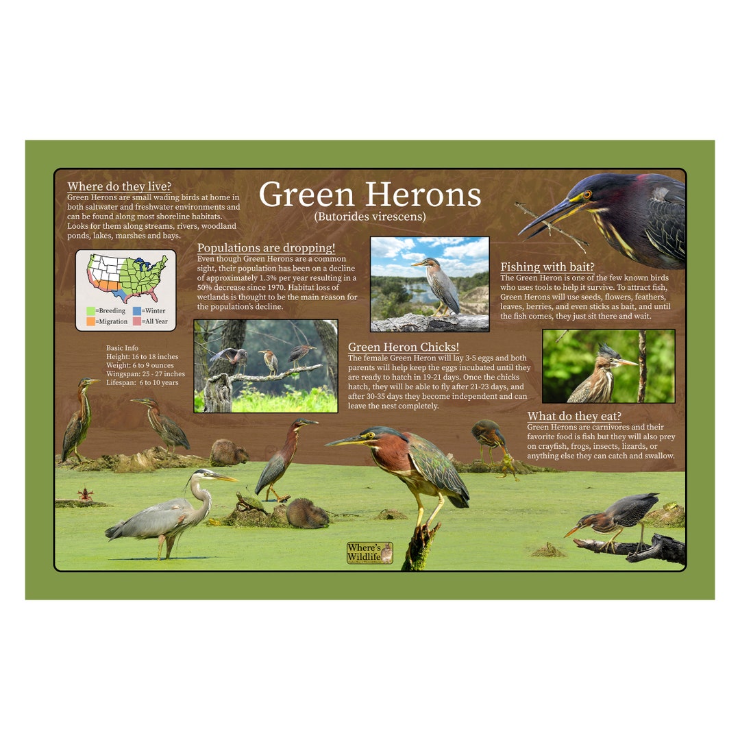 Green Heron Educational Nature Poster Providing Fun Facts and Pictures ...