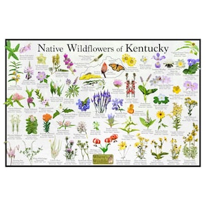 Native Wildflowers of Kentucky / State Flower Field Guide Poster ...