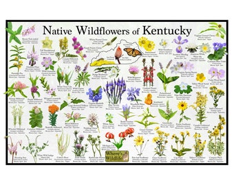 Native Wildflowers of Virginia / State Flower Field Guide Poster ...