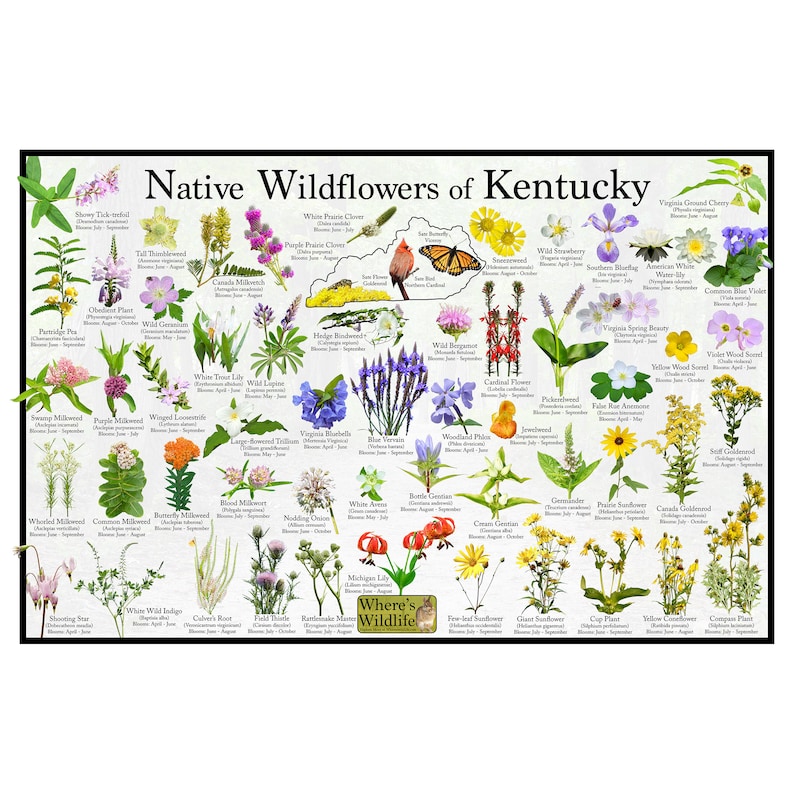 Native Wildflowers of Kentucky / State Flower Field Guide - Etsy