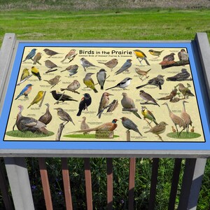 Prairie Birds Poster - Birds in the Prairie Common Birds of Midwest ...