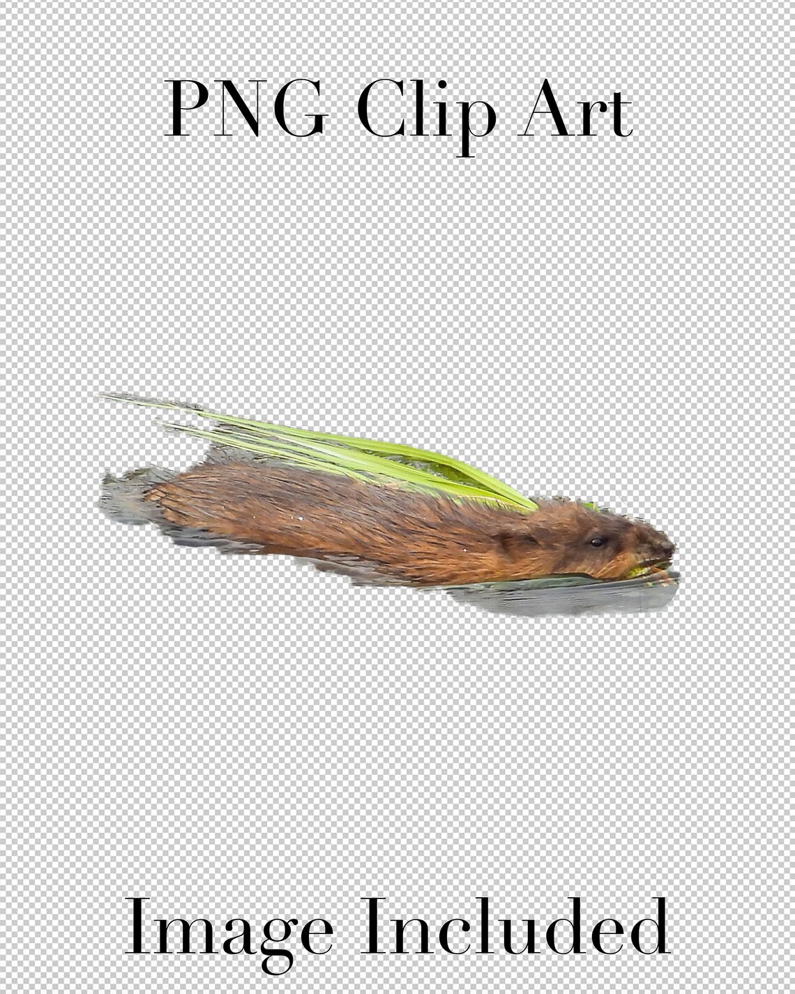 Muskrat Aquatic Animal Clip Art (set of 5) PNG Clipart With Transparent ...