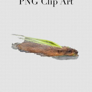 Muskrat Aquatic Animal Clip Art (set of 5) PNG Clipart With Transparent ...