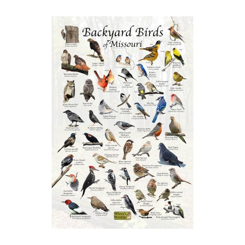 Missouri Backyard Birds Field Guide Art Print / Watercolor - Etsy