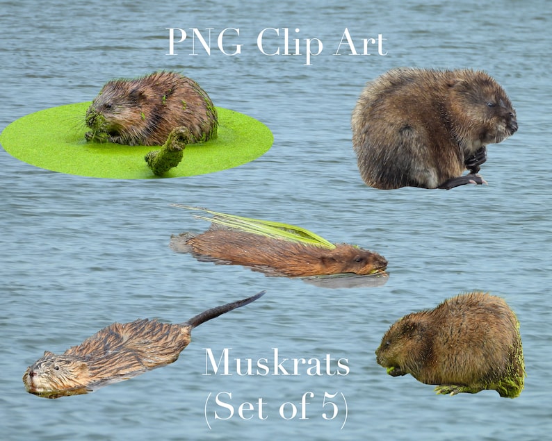 Muskrat Aquatic Animal Clip Art (set of 5) PNG Clipart With Transparent ...