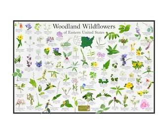 Native Wildflowers of Maine Flower Identification Poster / - Etsy