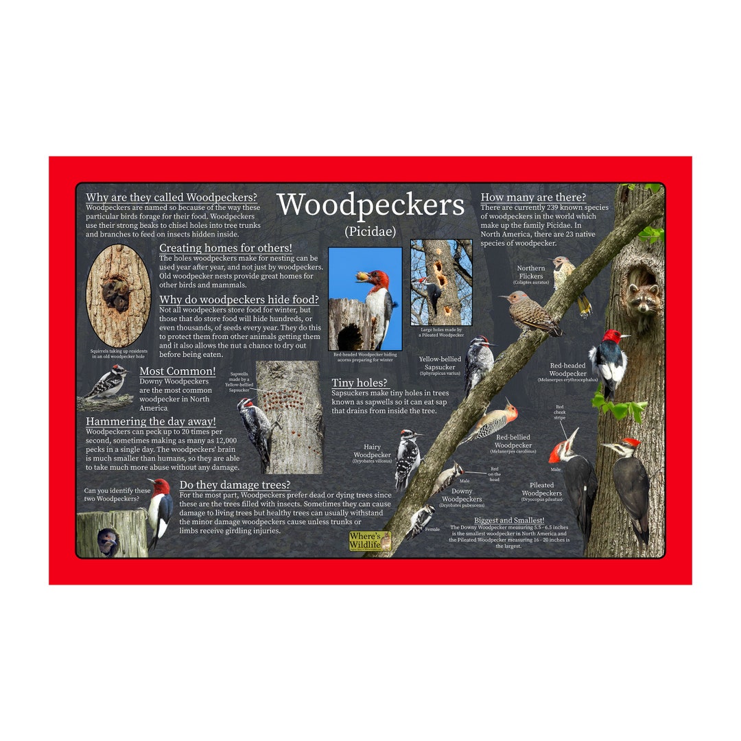 Woodpecker Educational Nature Poster Providing Fun Facts and Pictures ...