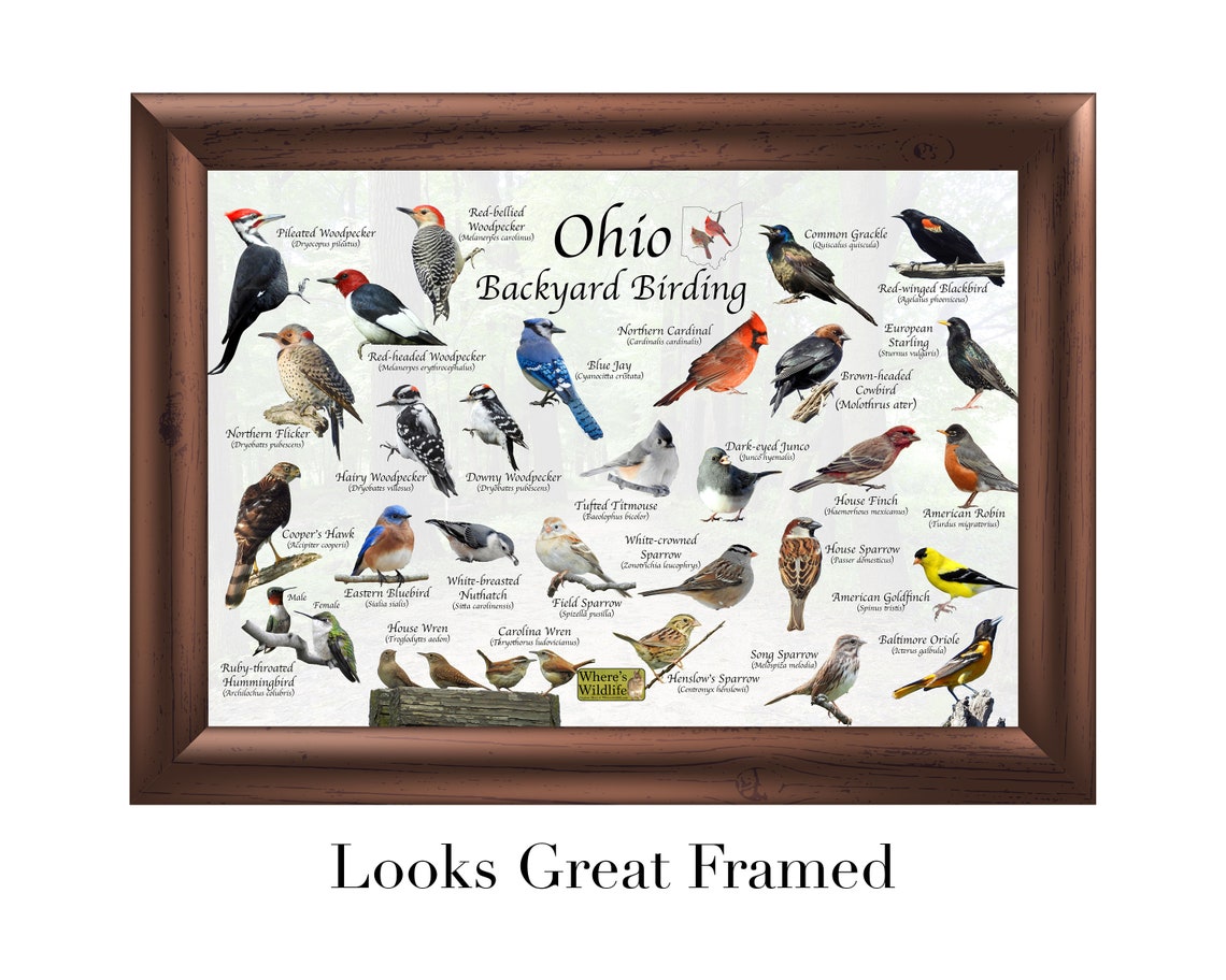 Birds of Ohio Backyard Birding Identification Picture Print/ - Etsy