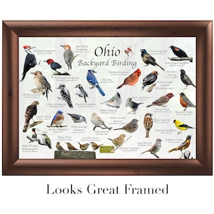 Birds of Ohio Backyard Birding Identification Picture Print/ Great ...